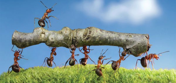 Let Others Do the Work – Project Management Tools That Work